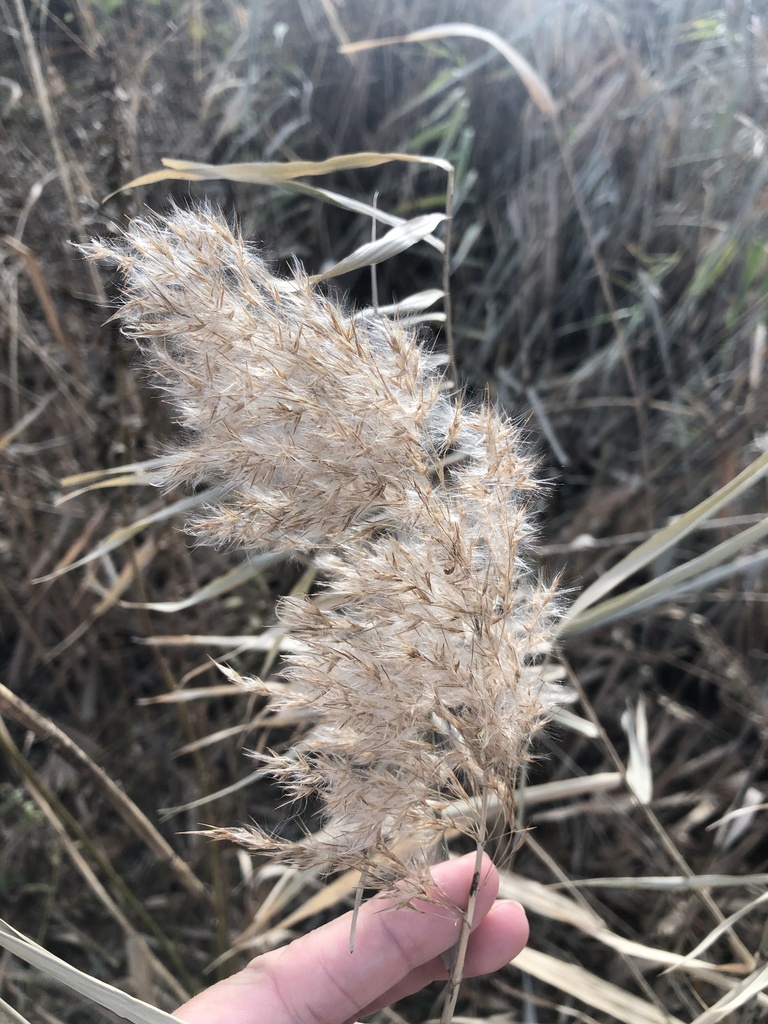 common reed from Smithfield Rd, North Richland Hills, TX, US on 05 ...