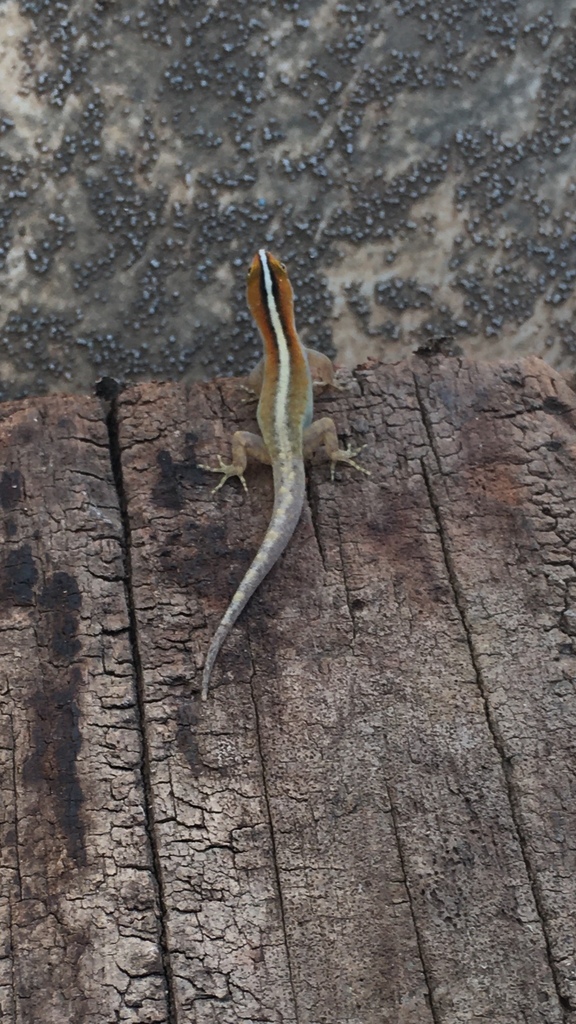 Wiegmann's Striped Gecko from Marcano, Neuva Esparta, VE on December 05 ...