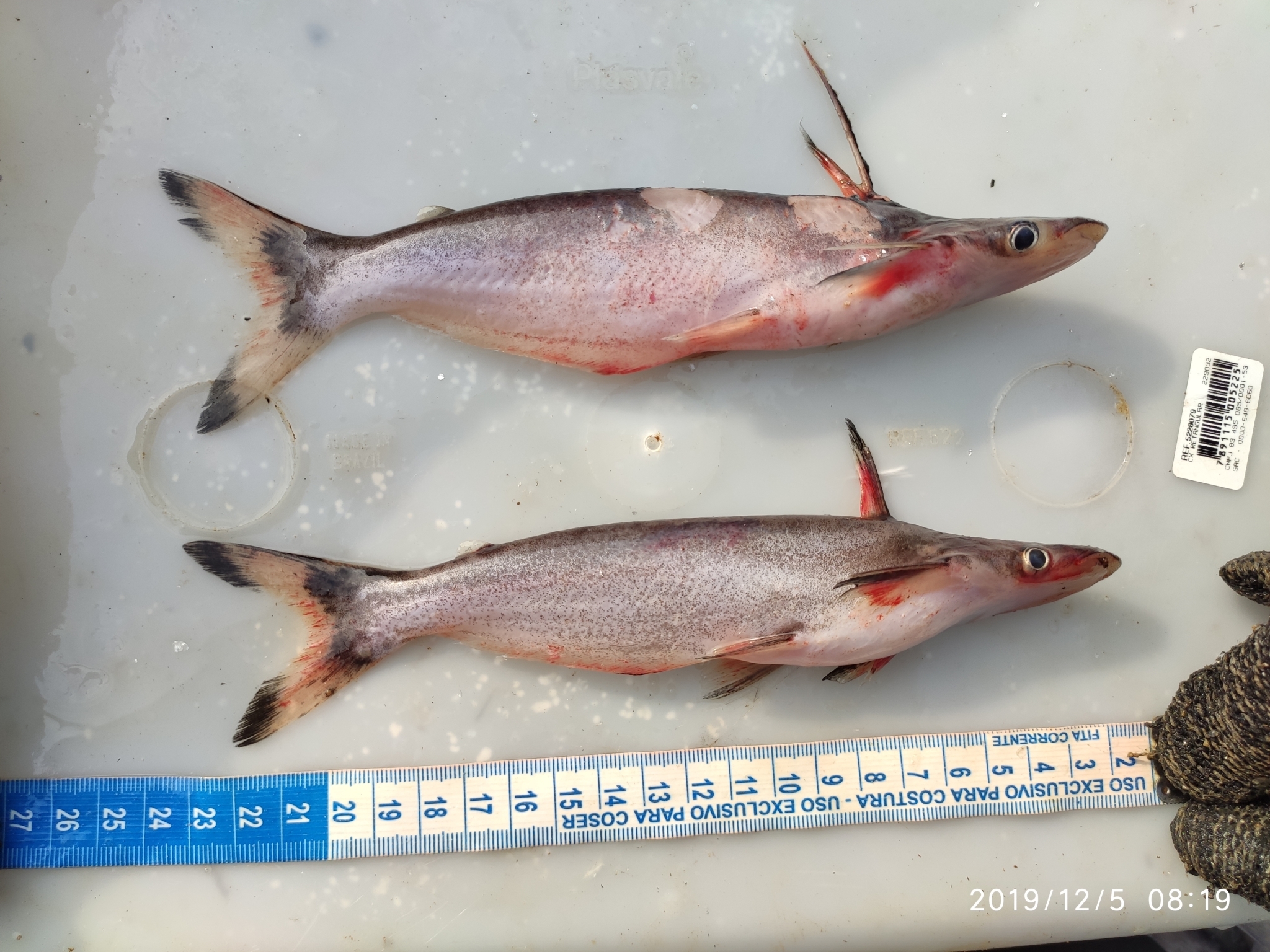 Ageneiosus ucayalensis Castelnau, 1855