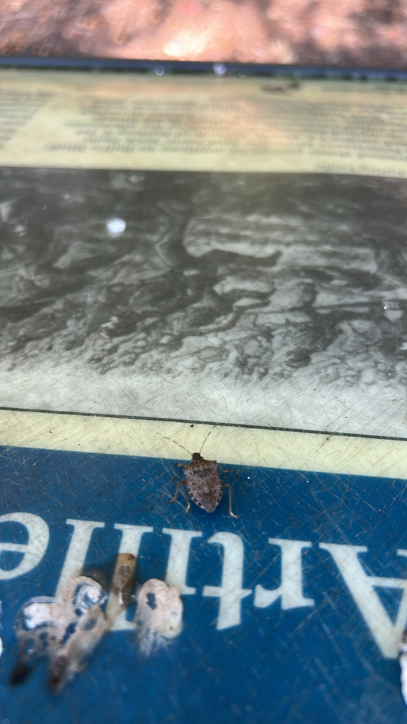 Brown Marmorated Stink Bug from Leesburg, VA, US on October 2, 2025 at ...