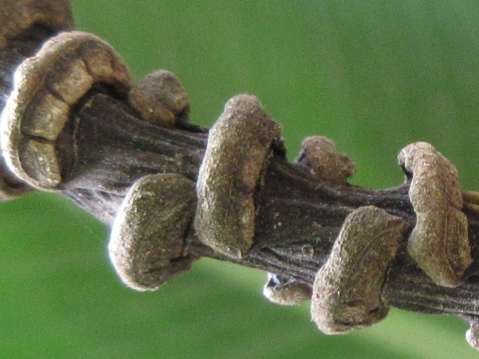 Banana Family (Musaceae) - Botanical Realm