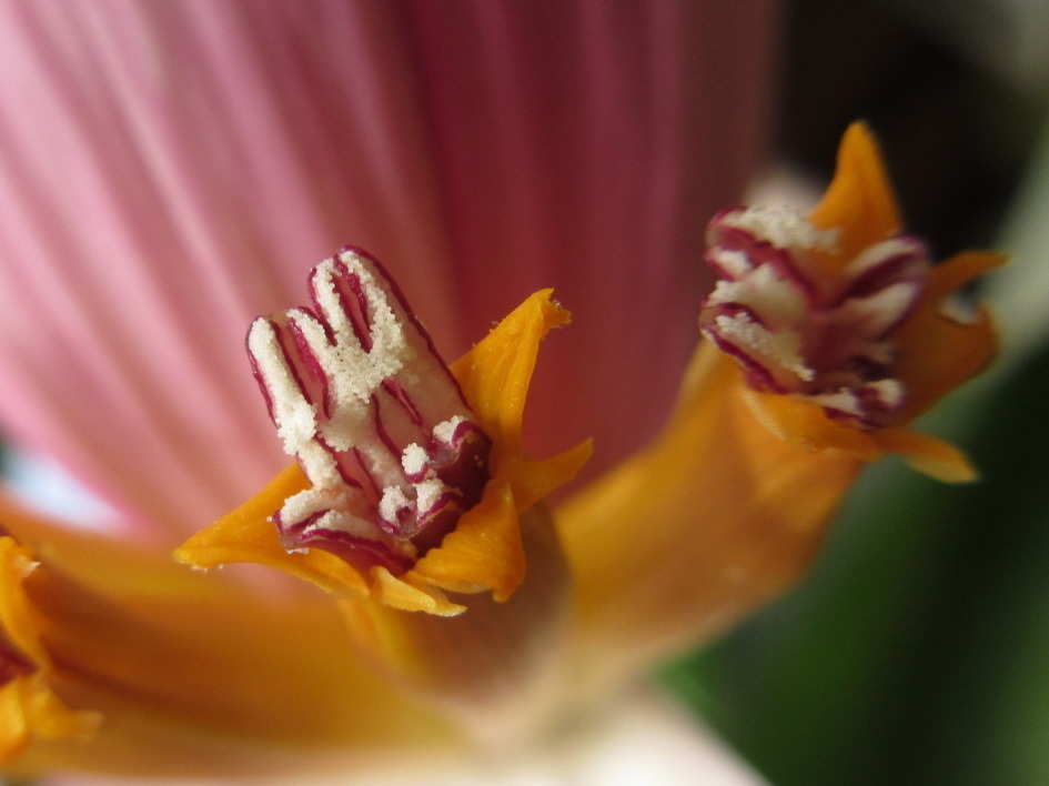 Banana Family (Musaceae) - Botanical Realm