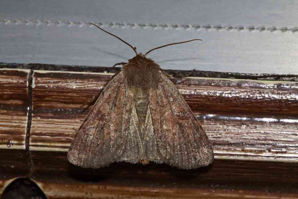 Lycophotia Moth from 478 rue Beach, Métids Beach on August 3, 2019 at ...
