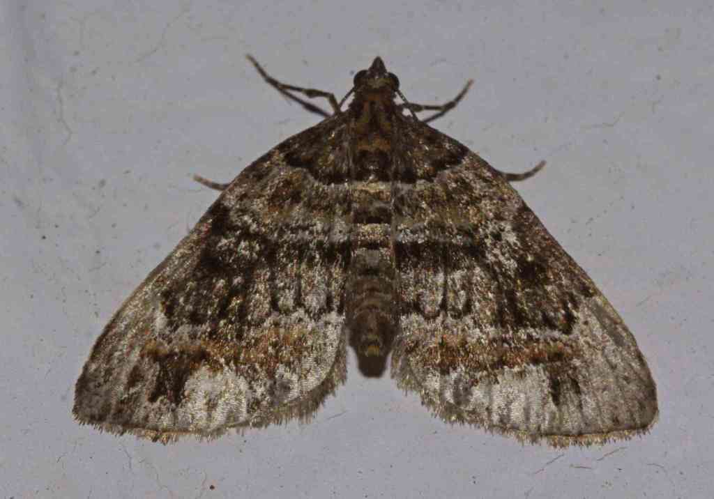 Grand Rivulet Moth from 478 rue Beach, Métids Beach on August 4, 2019 ...
