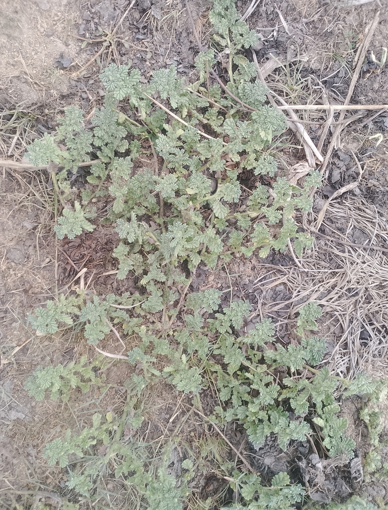 Coldenia procumbens from Lahugala, Sri Lanka on October 3, 2025 at 11: ...