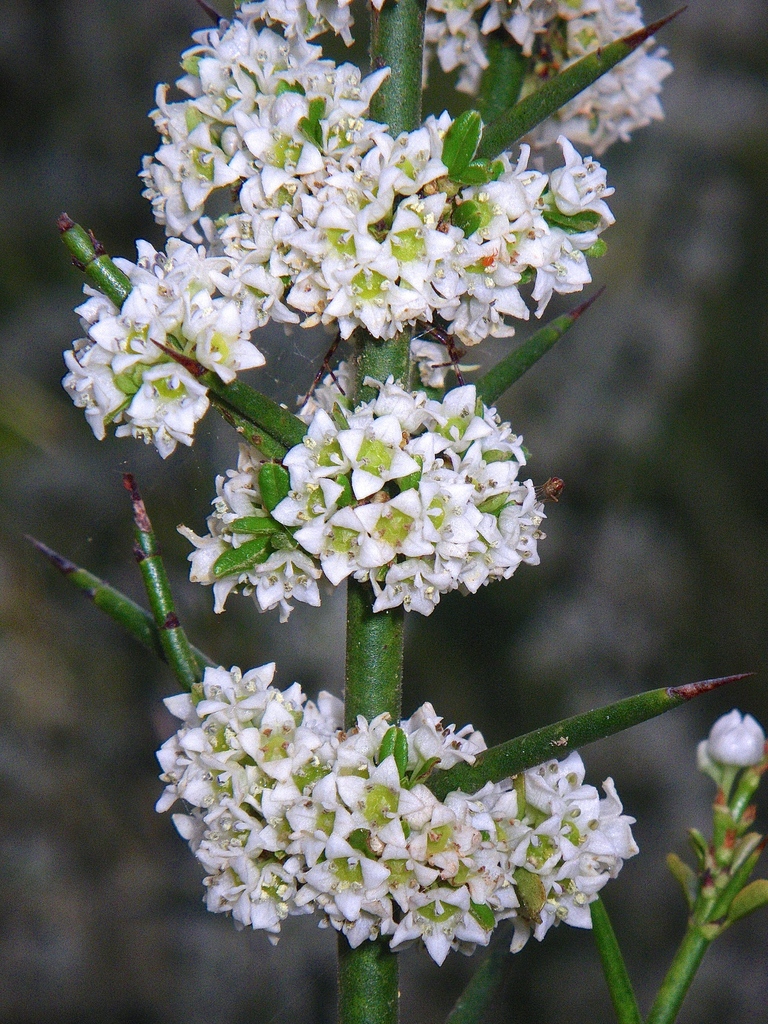 Australian anchor plant from Cobungra VIC 3898, Australia on December 5 ...