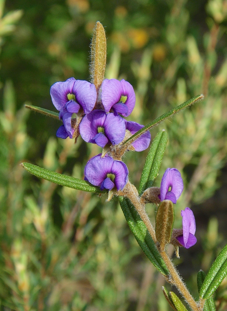 rusty velvet-pods (Logan RE 12.9-10.19 Flora) · iNaturalist