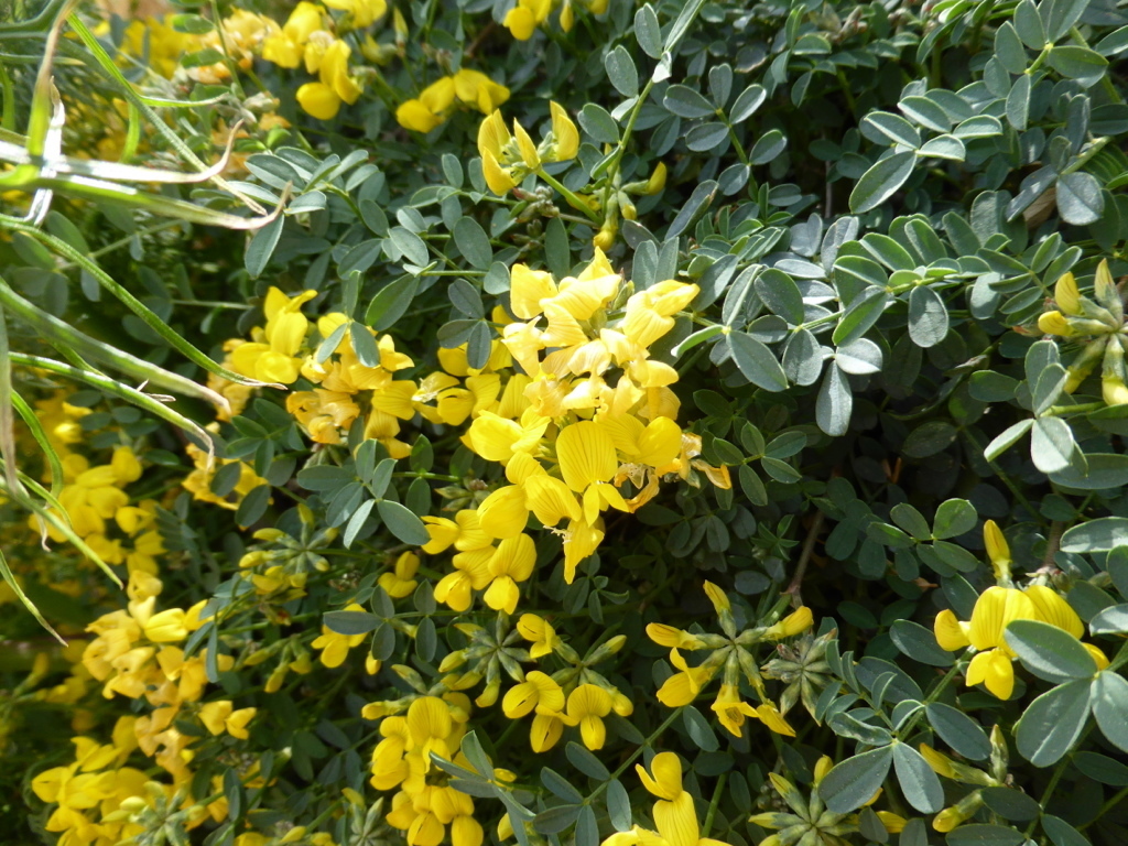 (Hippocrepis valentina) - Botanical Realm
