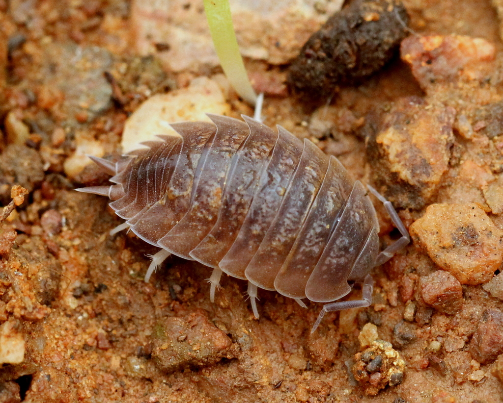 Woodlice, Pillbugs, and Rock Slaters from Riebeeksriver Road, West ...