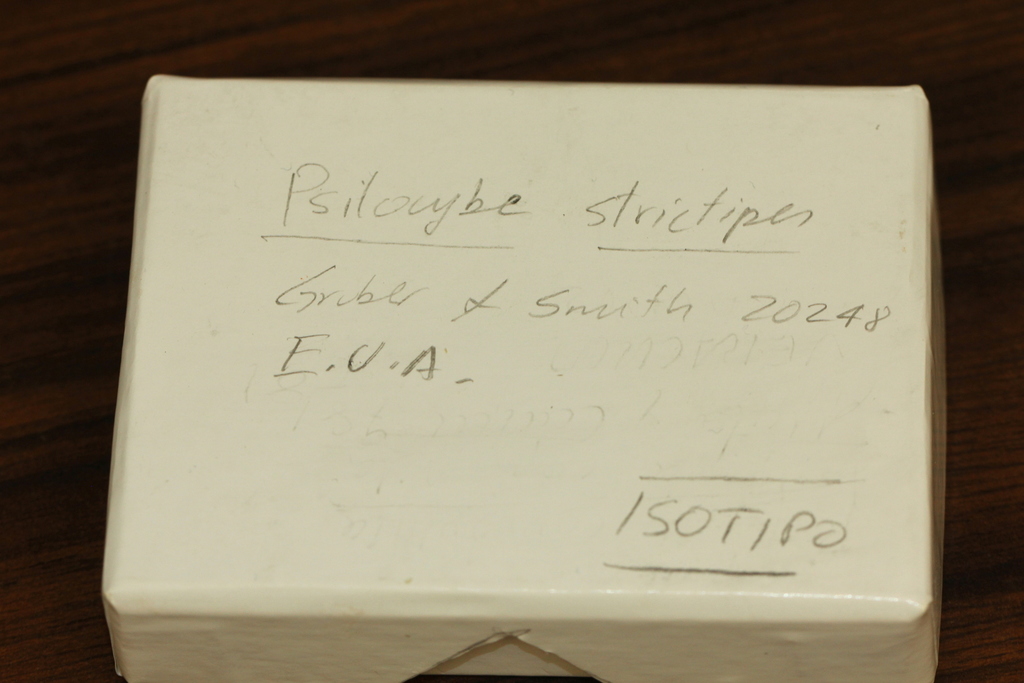 Psilocybe strictipes from Welches, Oregon, USA on October 25, 1980 by ...