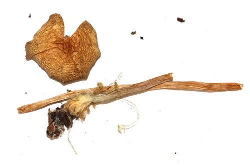 Psilocybe strictipes · iNaturalist