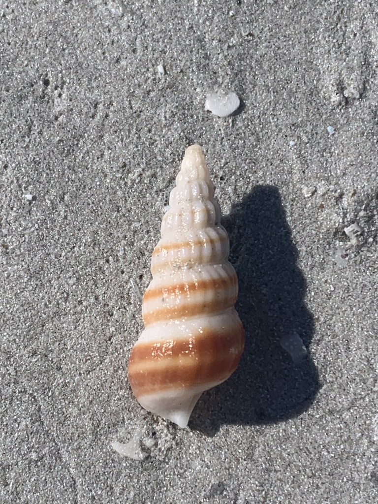 Cerithideopsis australiensis from Indian Ocean, Eighty Mile Beach, WA ...
