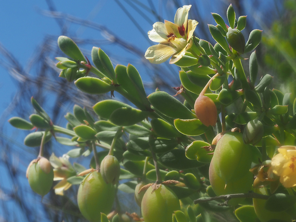 White Twinleaf from Gordons Bay, City of Cape Town, Western Cape, South ...