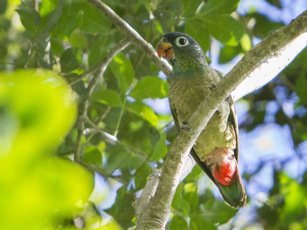 Red-billed Parrot from 1167, Vargas, Venezuela on December 3, 2019 at ...