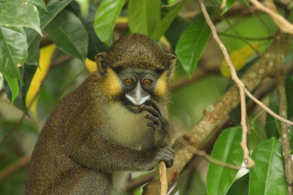 Moustached Monkey (Cercopithecus cephus) - Know Your Mammals