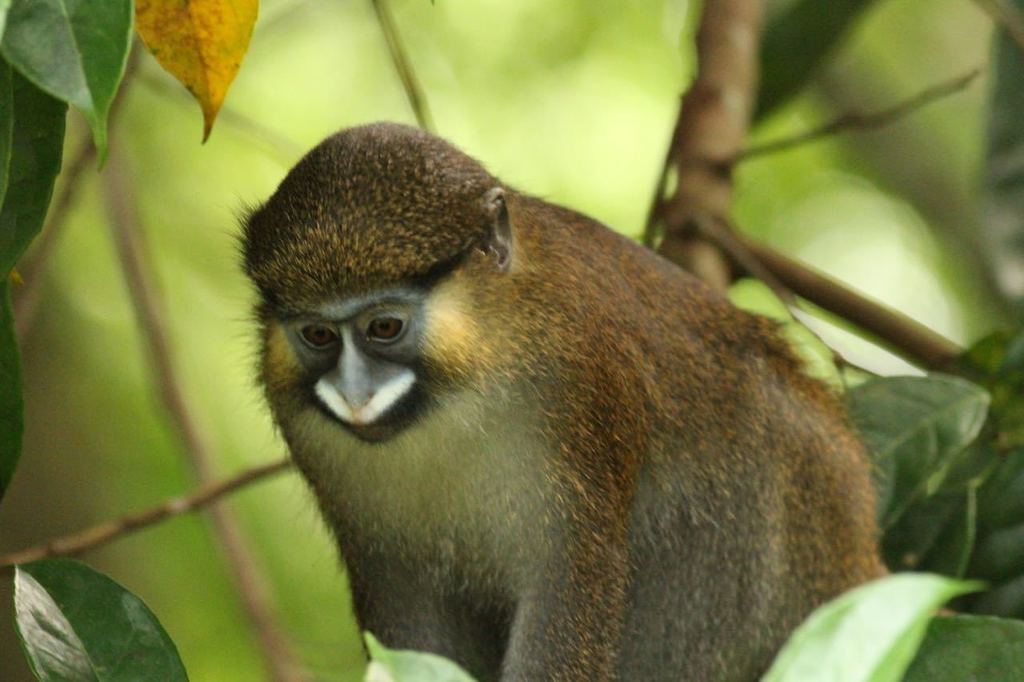 Moustached Monkey from Mbomo, Republic of the Congo on December 1, 2019 ...