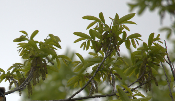 Wingnuts from 中国上海市浦东新区 on April 6, 2024 at 10:17 AM by CXY · iNaturalist