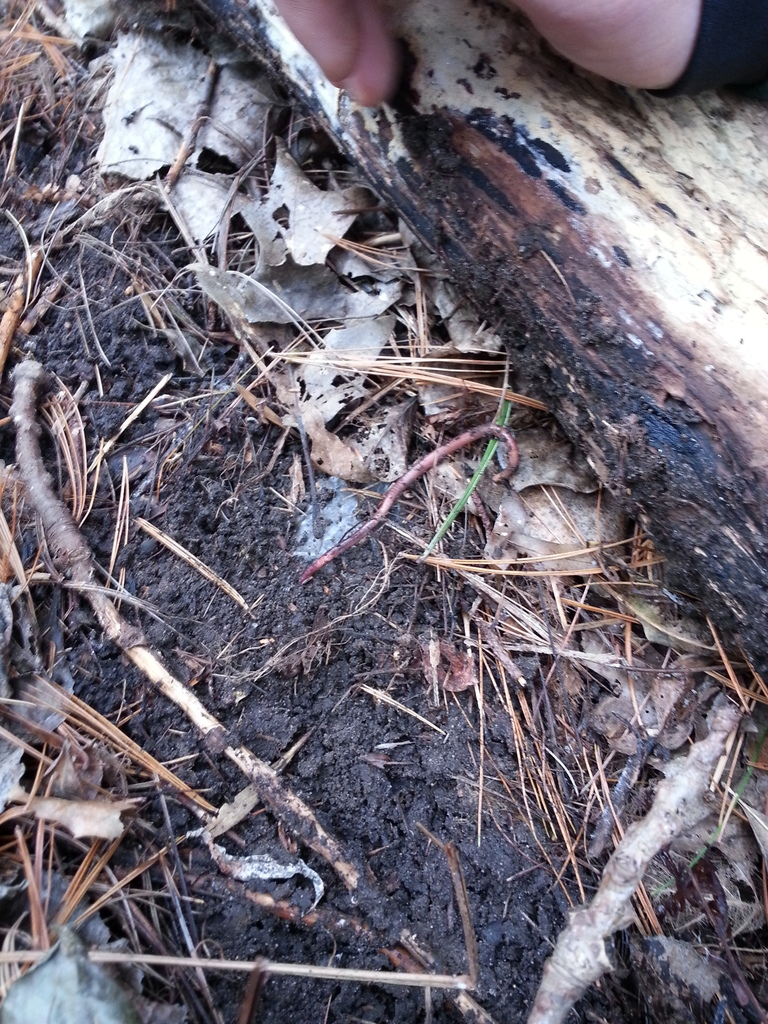 Earthworms and allies from Clinton County, US-NY, US on November 13 ...