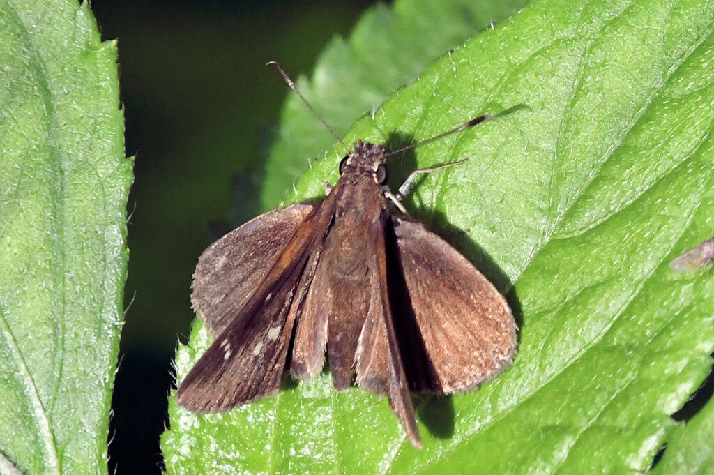 Three-spotted Skipper from Redland, Miami-Dade County, FL, USA on ...
