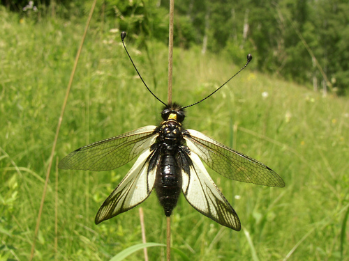 Libelloides sibiricus · iNaturalist United Kingdom