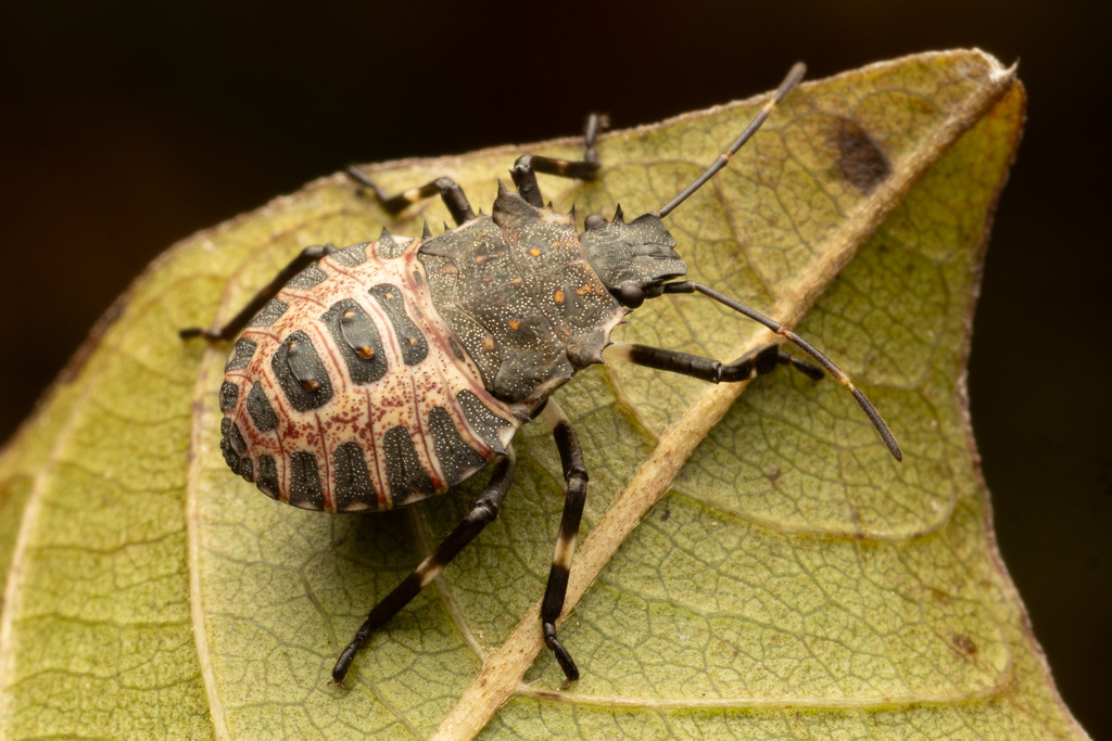 Brown Marmorated Stink Bug from Swanzey, NH, USA on September 30, 2025 ...