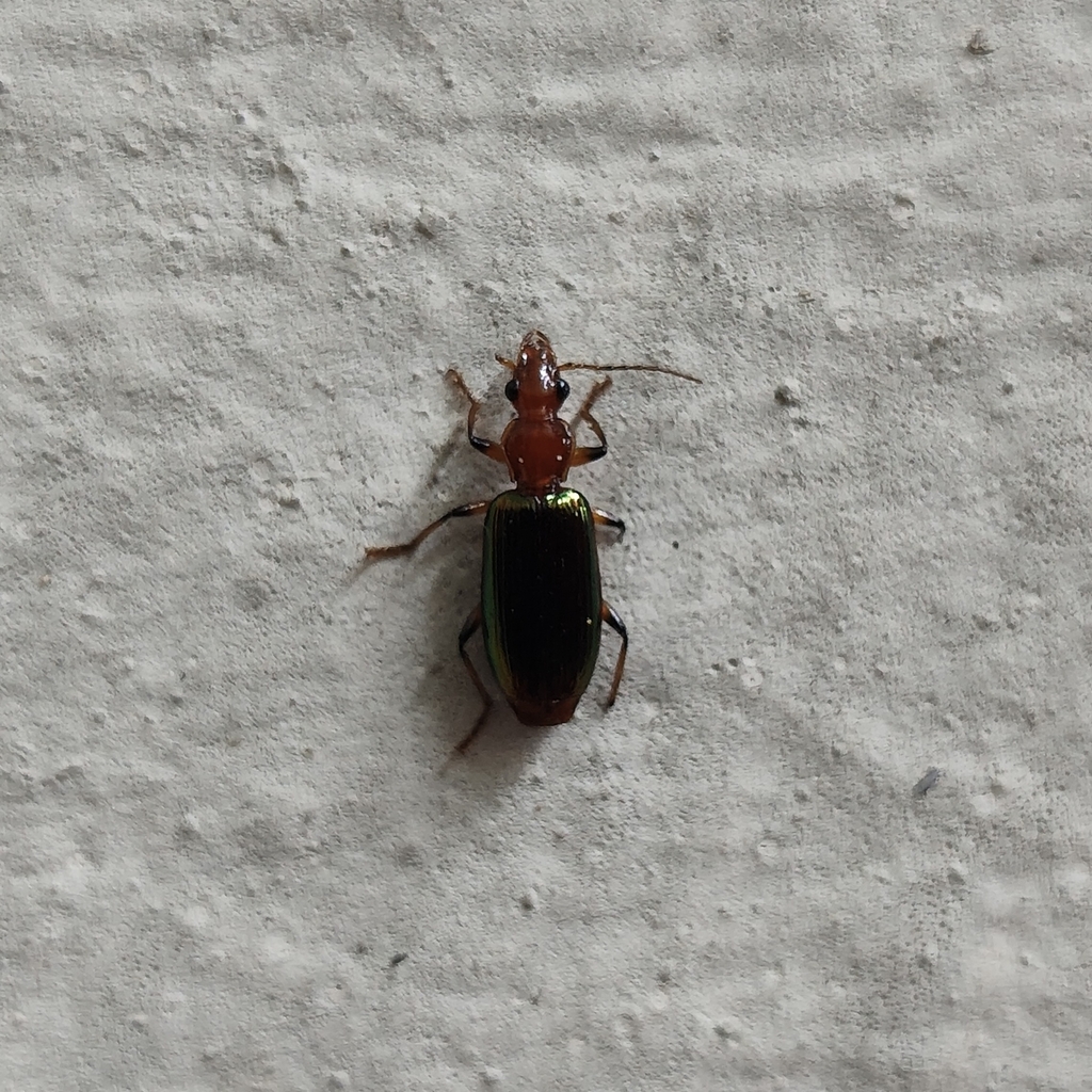 Drypta lineola from Thalayattumpilli, Kalady, Vadakkumbhagom, Kerala ...