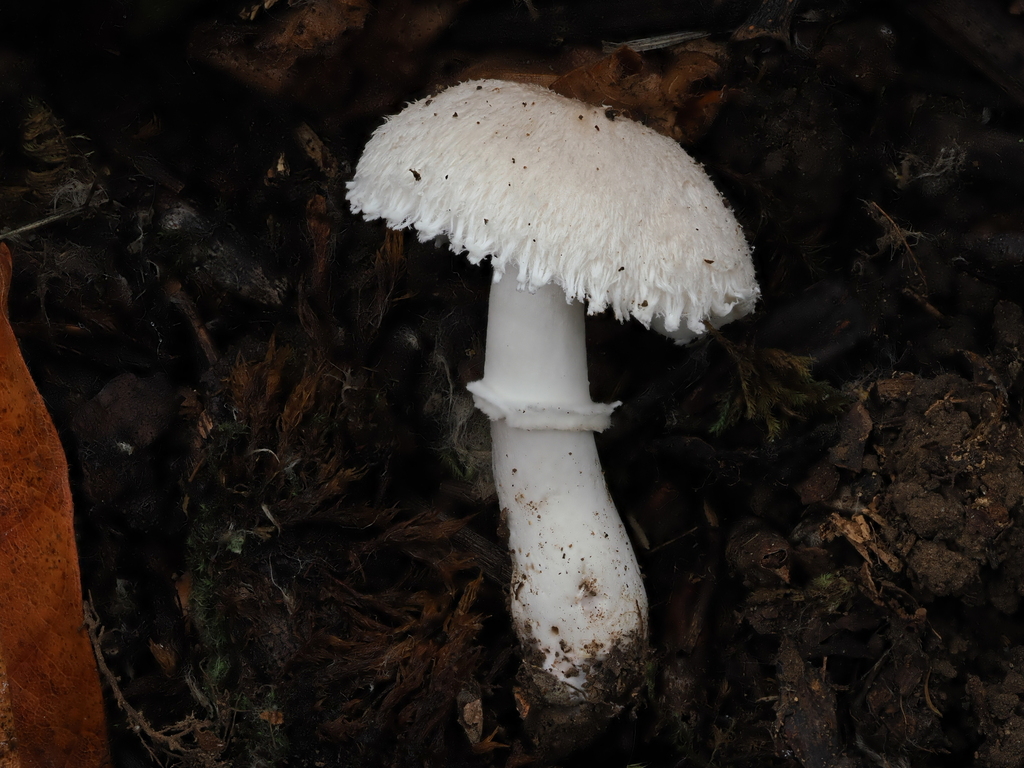 smoky dapperling from Lane County, OR, USA on October 1, 2025 at 02:48 ...
