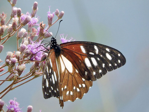 Regal Swallowtail (Papilio rex) · iNaturalist