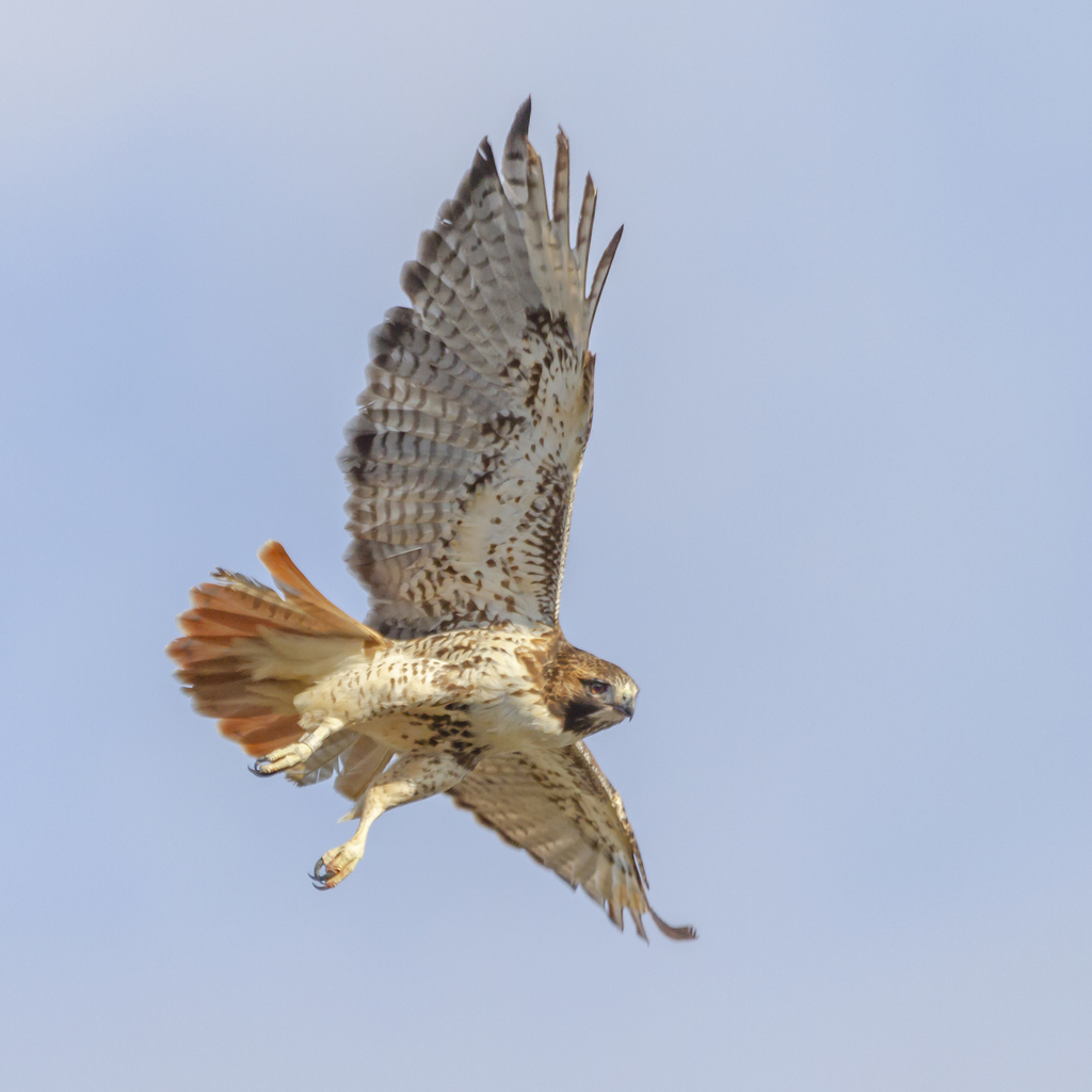 Red-tailed Hawk from Albert County, NB, Canada on December 6, 2019 at ...