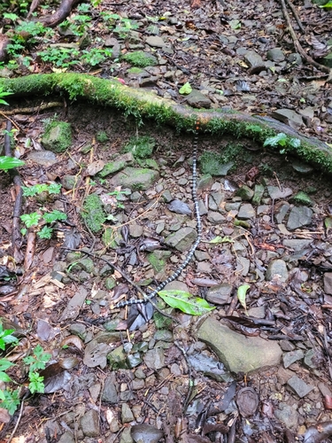 Coralsnakes (Micrurus) - Snakes and Lizards