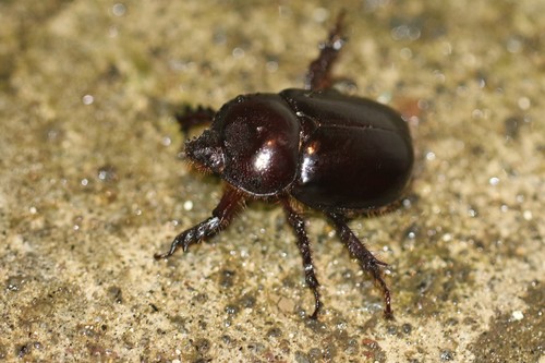 Bothynus quadridens · iNaturalist