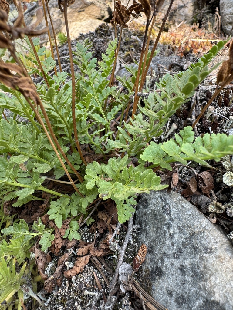 American parsley fern from Fraser-Fort George, BC, Canada on September ...
