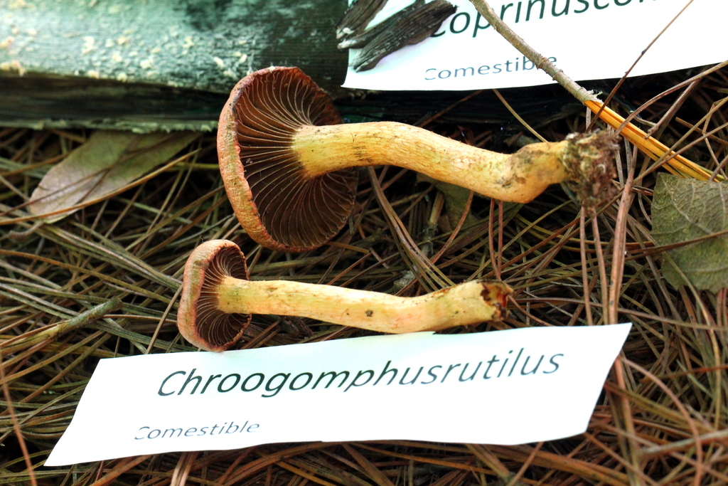 Chroogomphus from El Terrero, Reserva de la Biosfera Sierra de ...