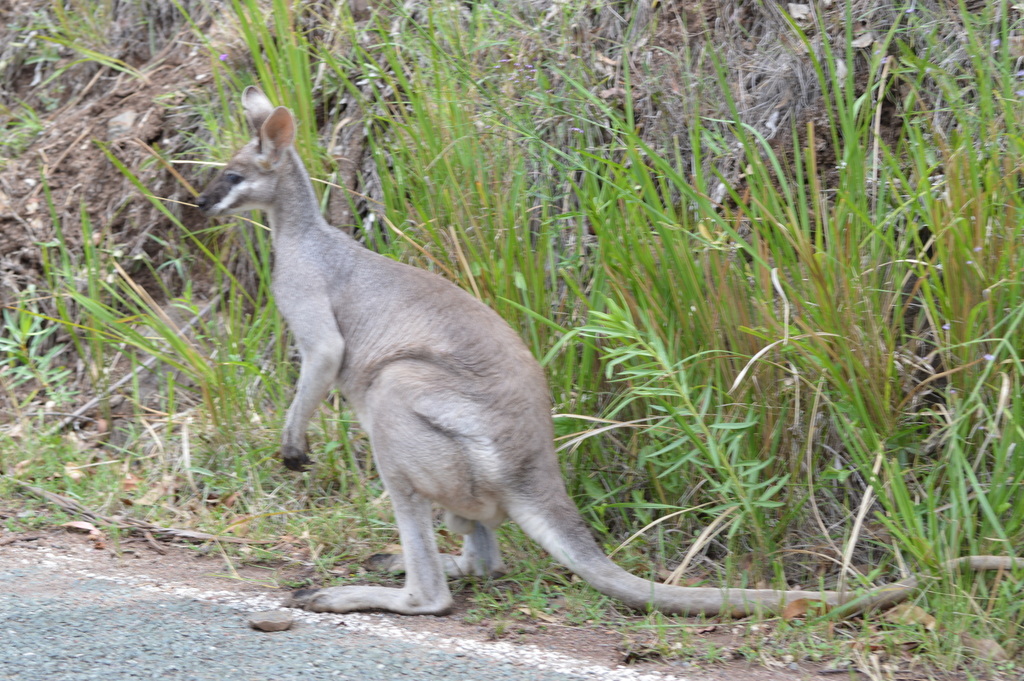 Whiptail Wallaby (Notamacropus parryi) - Know Your Mammals