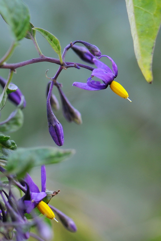 Climbing nightshade (Chittenden County, Vermont - Invasives ...