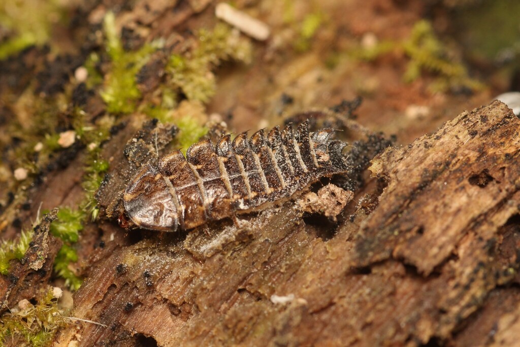 Entomophthoraceae from Orange County, IN, USA on October 3, 2025 at 05: ...