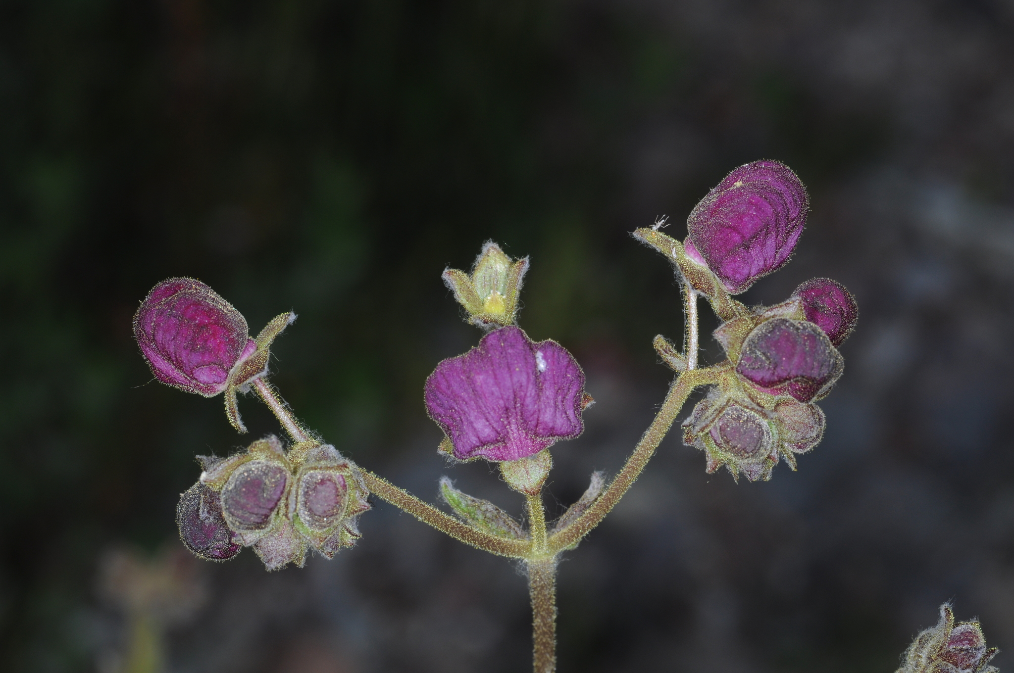 Calceolaria arachnoidea Graham