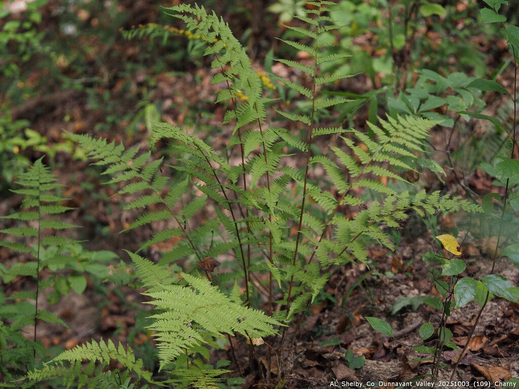 southern lady fern from Shelby County, AL, USA on October 3, 2025 at 11 ...