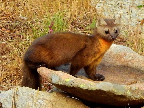 Pacific Marten (Wildlife of Steamboat and Pearl Lake State Parks ...