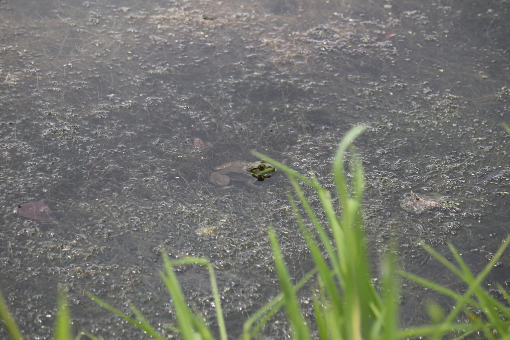 American Bullfrog from 32146 MO-122, Miami, MO 65344, USA on September ...
