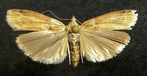 Sciota rubescentella · iNaturalist