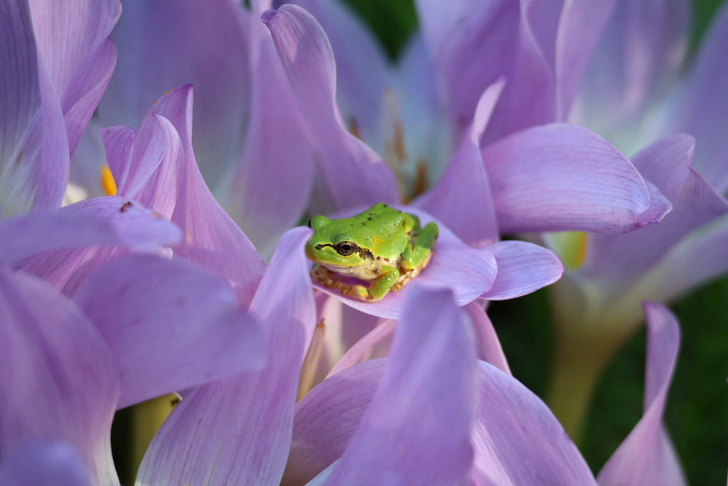 Eastern Japanese Tree Frog from Nagayamacho 16-Chōme, Asahikawa ...