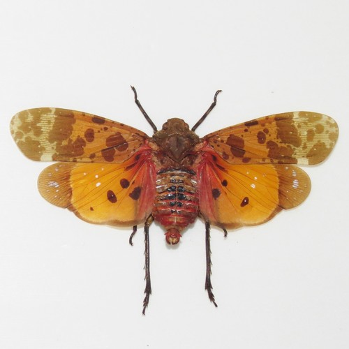 Subespecie Penthicodes caja caja · iNaturalist Ecuador