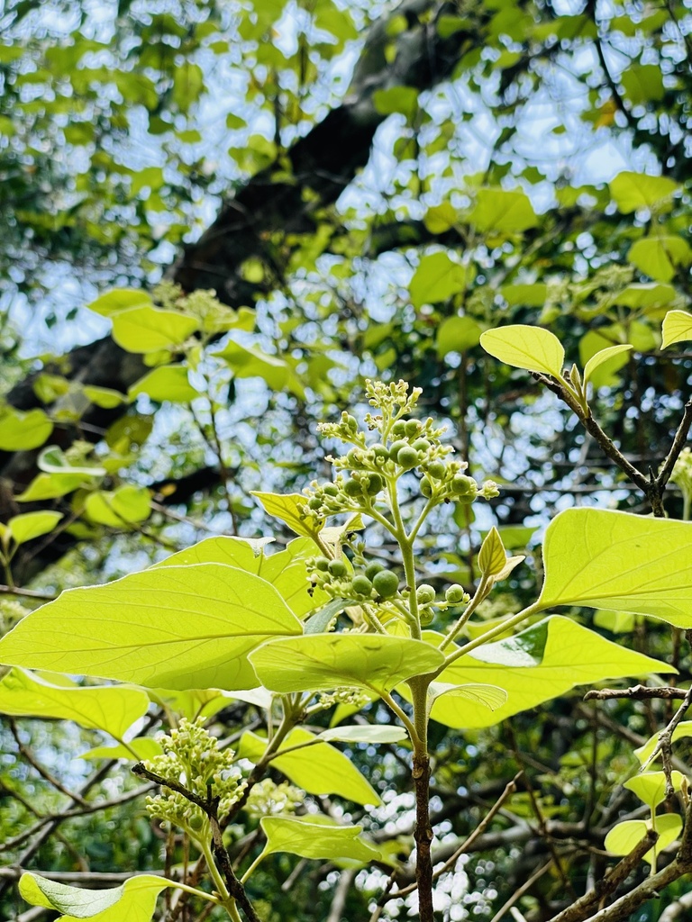 Premna tomentosa by Ravinda Madushanka · iNaturalist