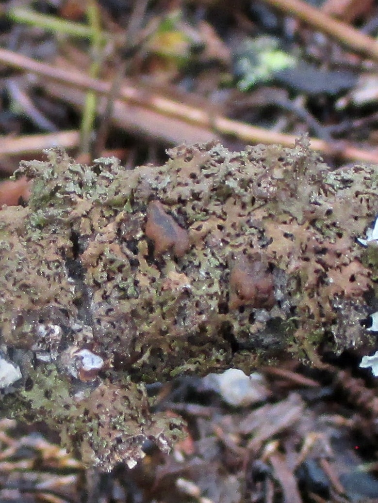 Melanohalea trabeculata (Ahti) O.Blanco, A.Crespo, Divakar, Essl., D ...