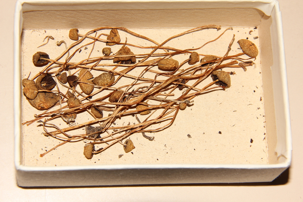 Psilocybe strictipes from Littlerock, Washington, USA on September 23 ...