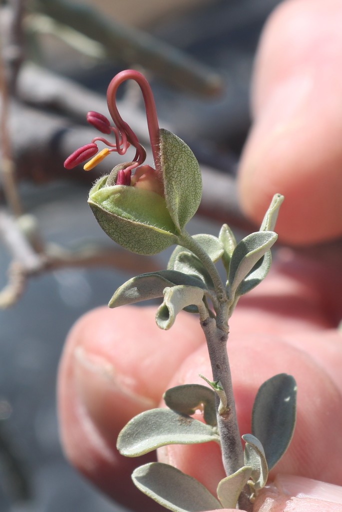 Grey-Leaved Worm Bush from Ngamiland East, Botswana on September 19 ...