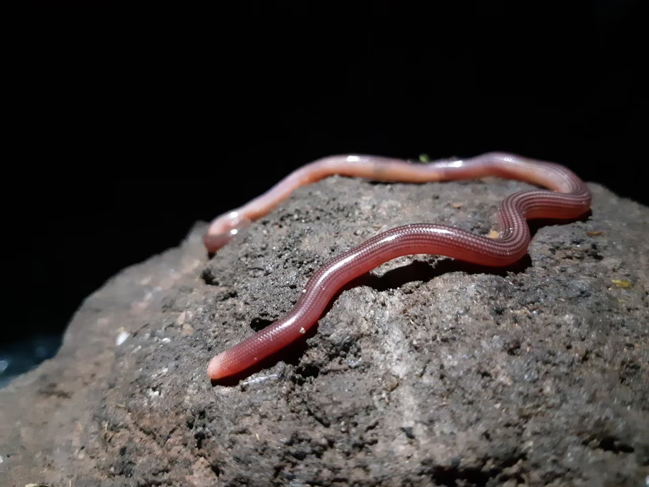 Ramphotyphlops Fitzinger, 1843