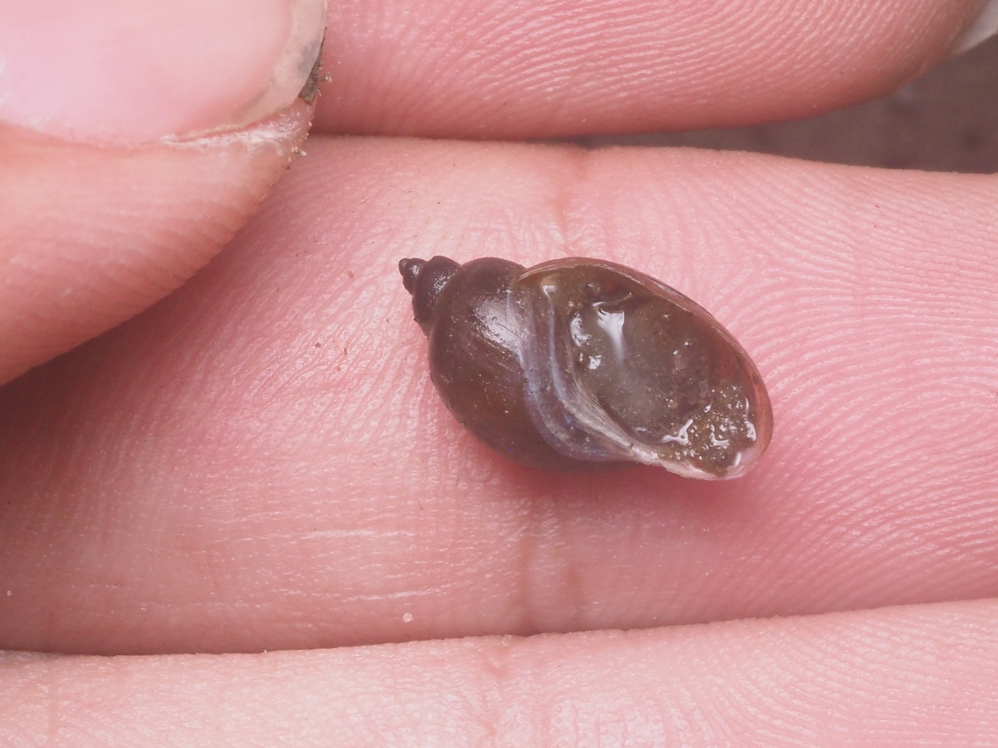 Radix rubiginosa (Michelin, 1831)