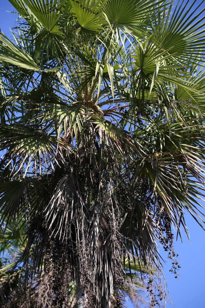 Caranday Palm (Copernicia alba) - Botanical Realm